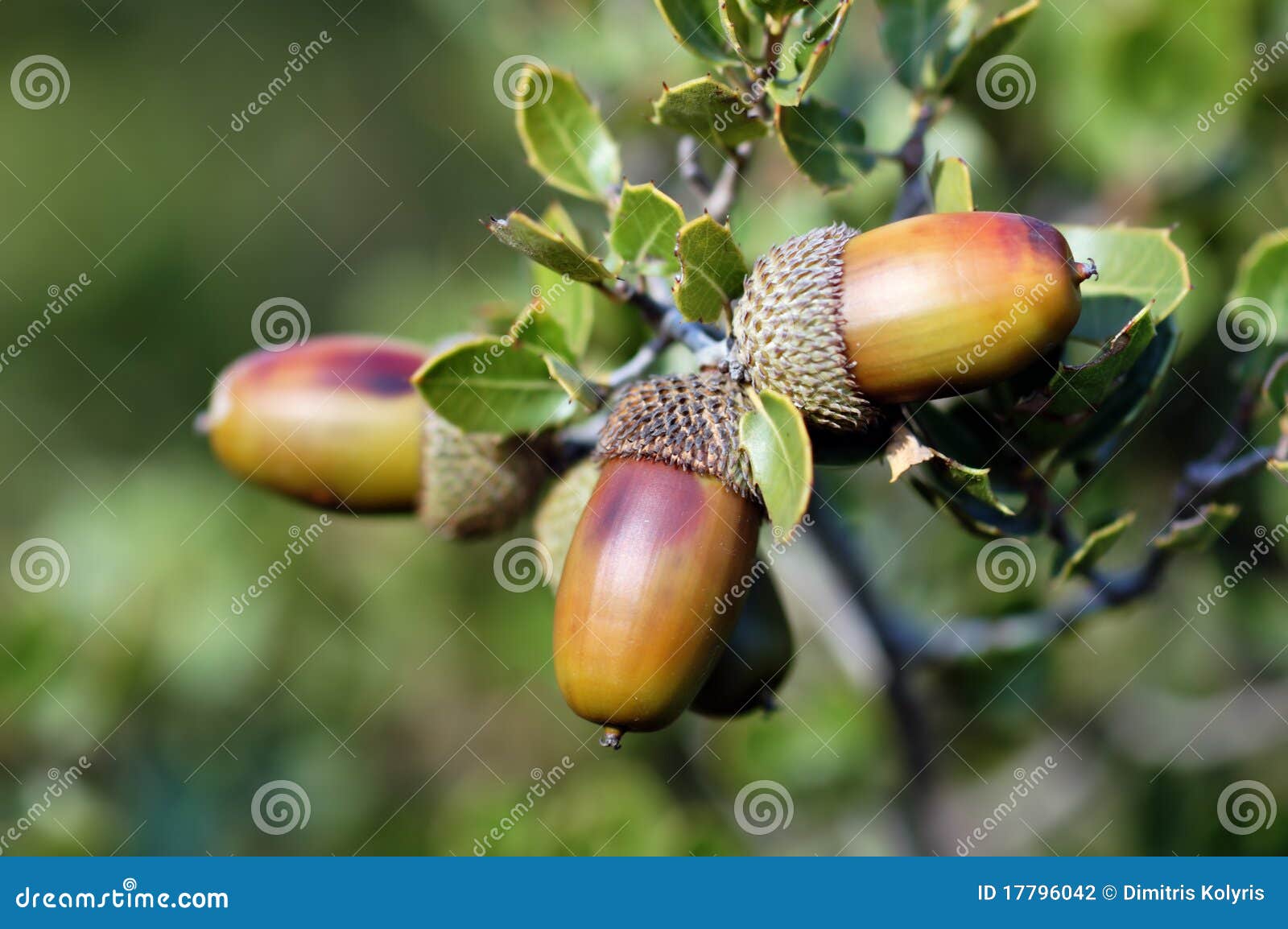 Acorn stock photo. Image of plant, closeup, nature, abstract - 17796042