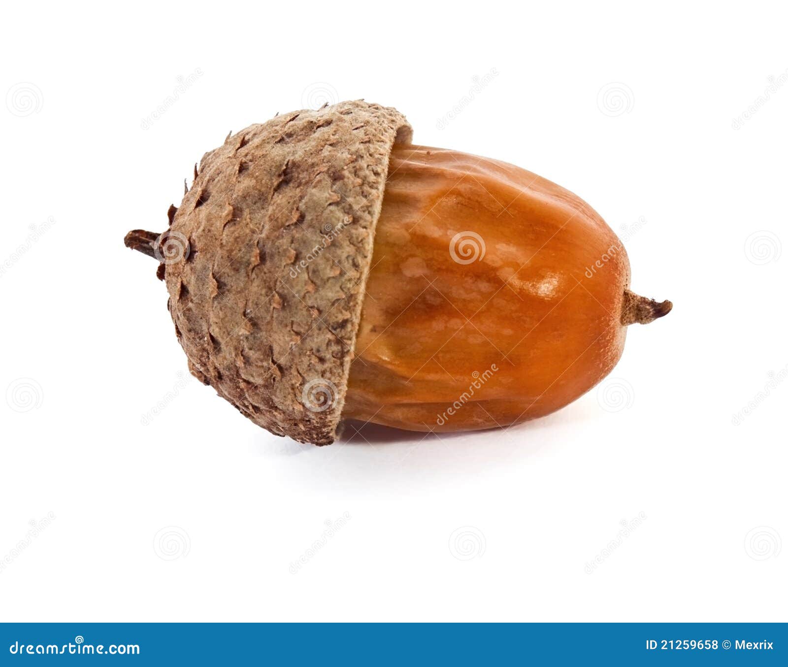 Acorn stock photo. Image of snack, color, white, acorn - 21259658
