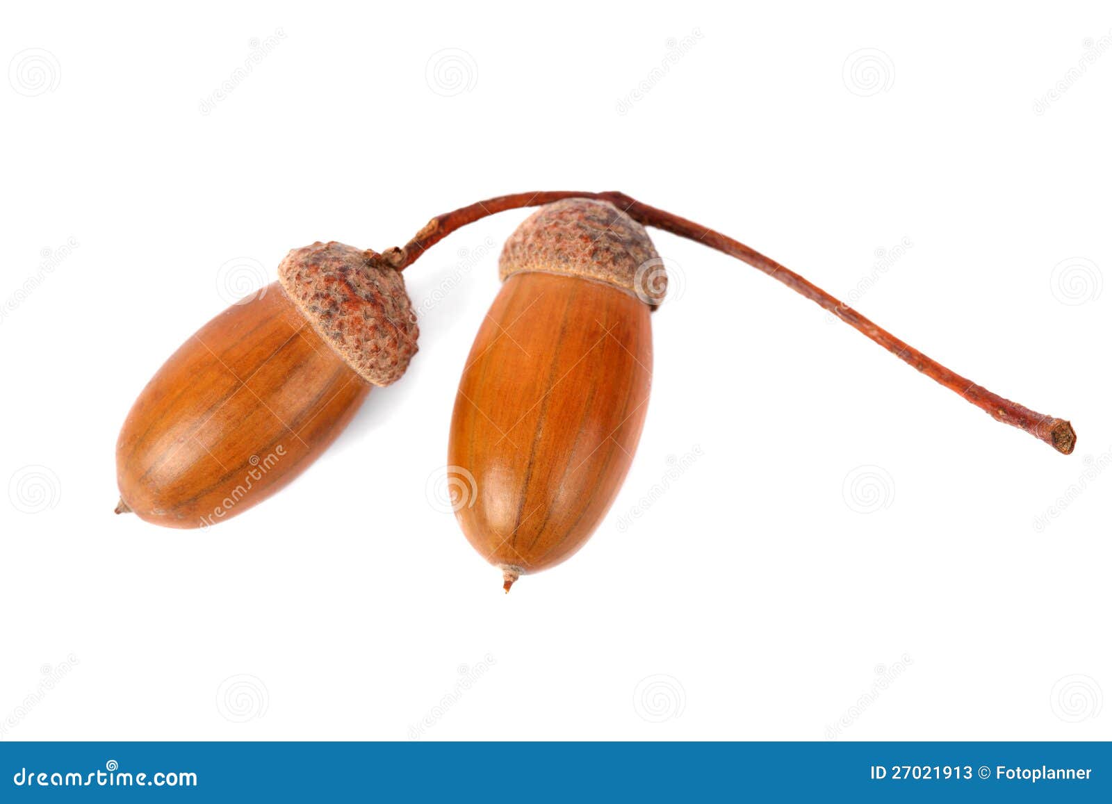 Acorn stock image. Image of natural, group, object, hard - 27021913