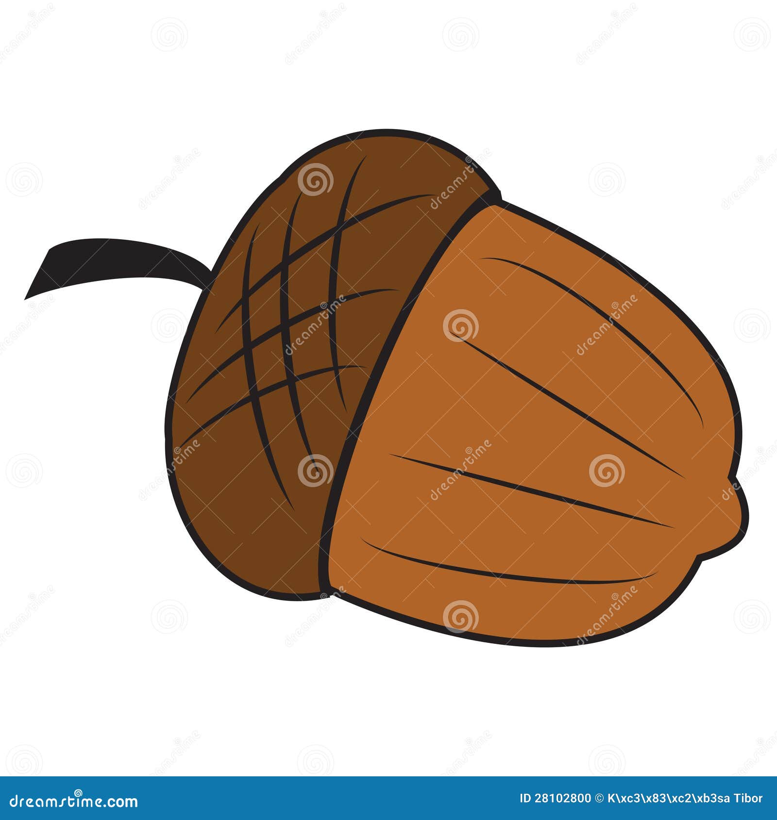 Acorn stock illustration. Illustration of painting, mesh - 28102800
