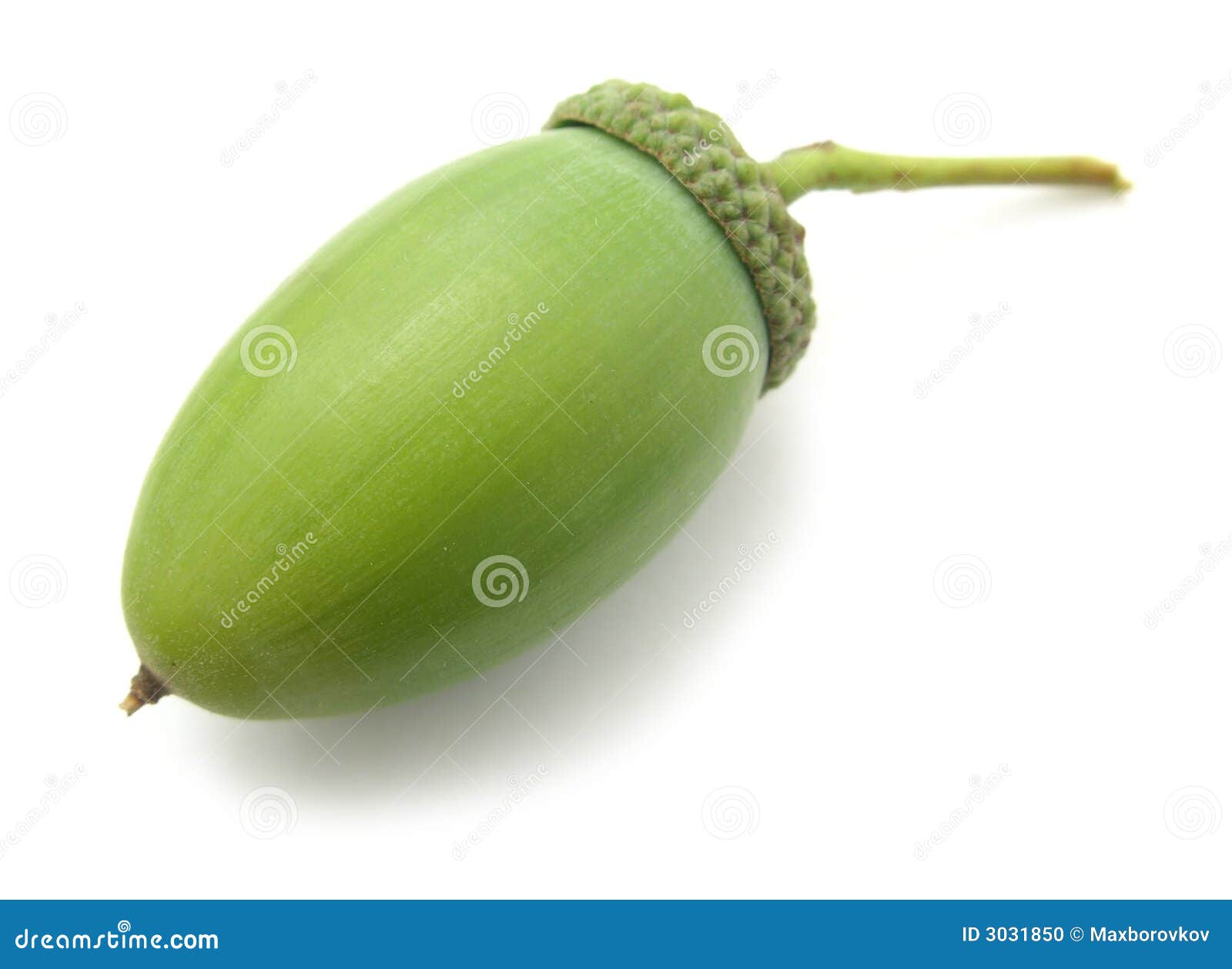 Acorn stock photo. Image of stem, forest, woods, smooth - 3031850