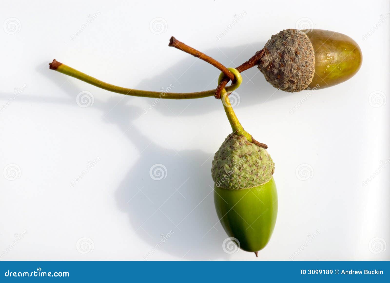 Acorn stock image. Image of rough, tree, outdoors, isolated - 3099189