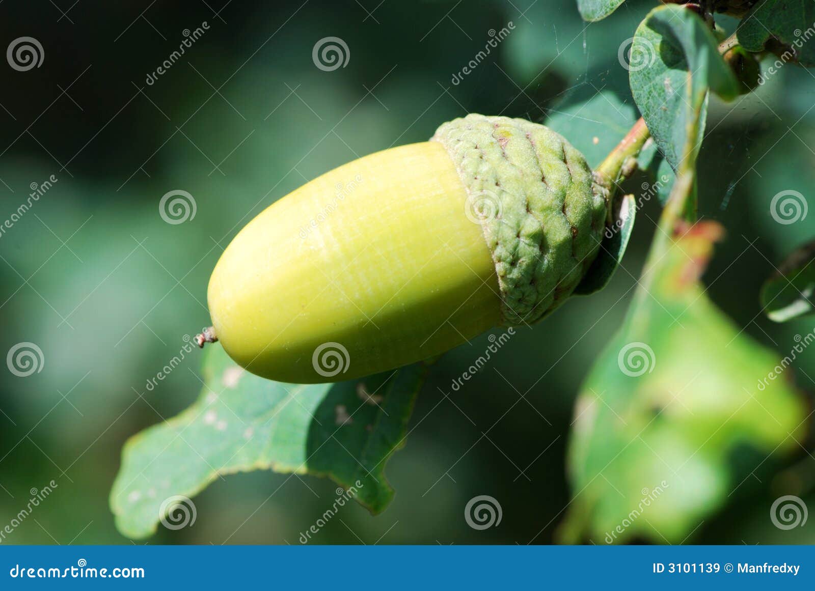 Acorn stock image. Image of natural, tree, nature, acorn - 3101139
