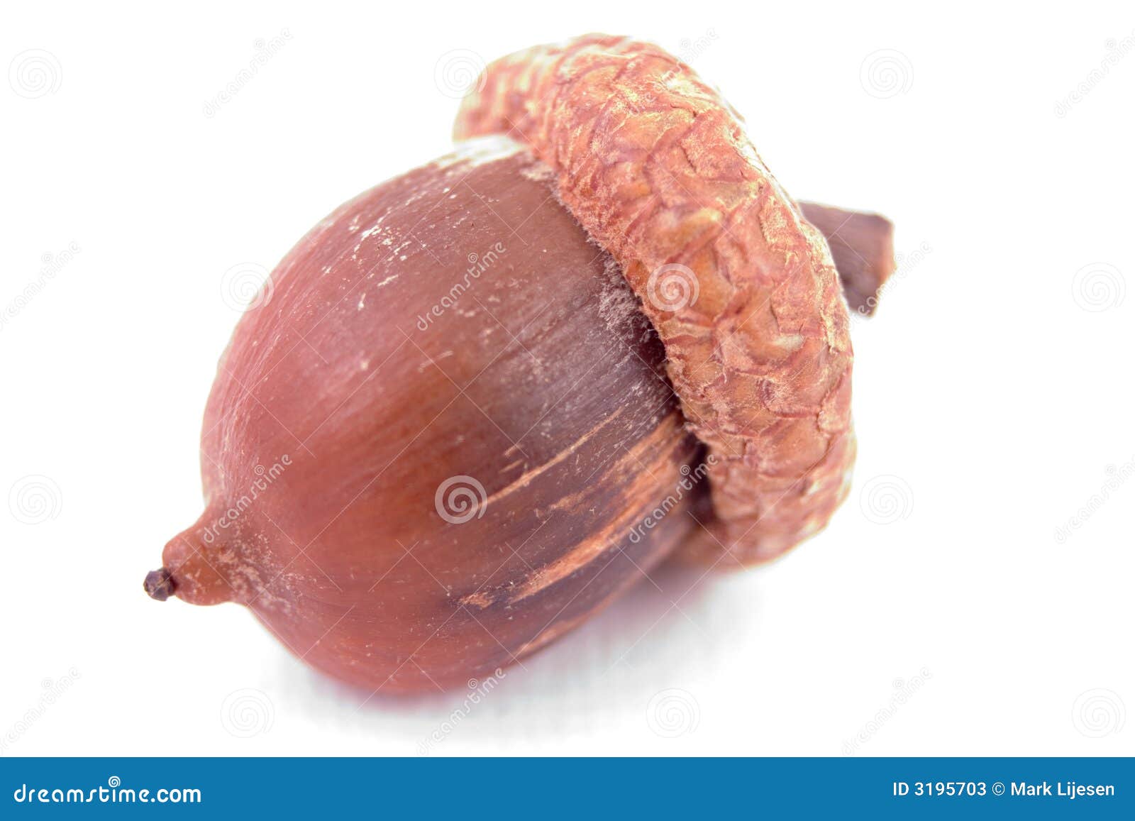 Acorn stock image. Image of brown, fall, macro, close - 3195703