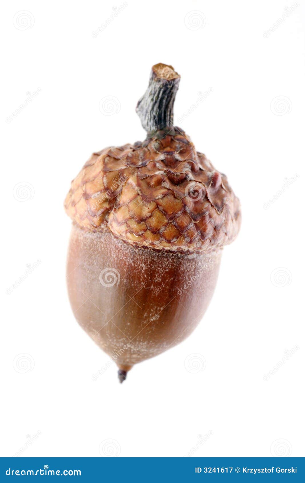 Acorn stock image. Image of closeup, decor, october, leaf - 3241617