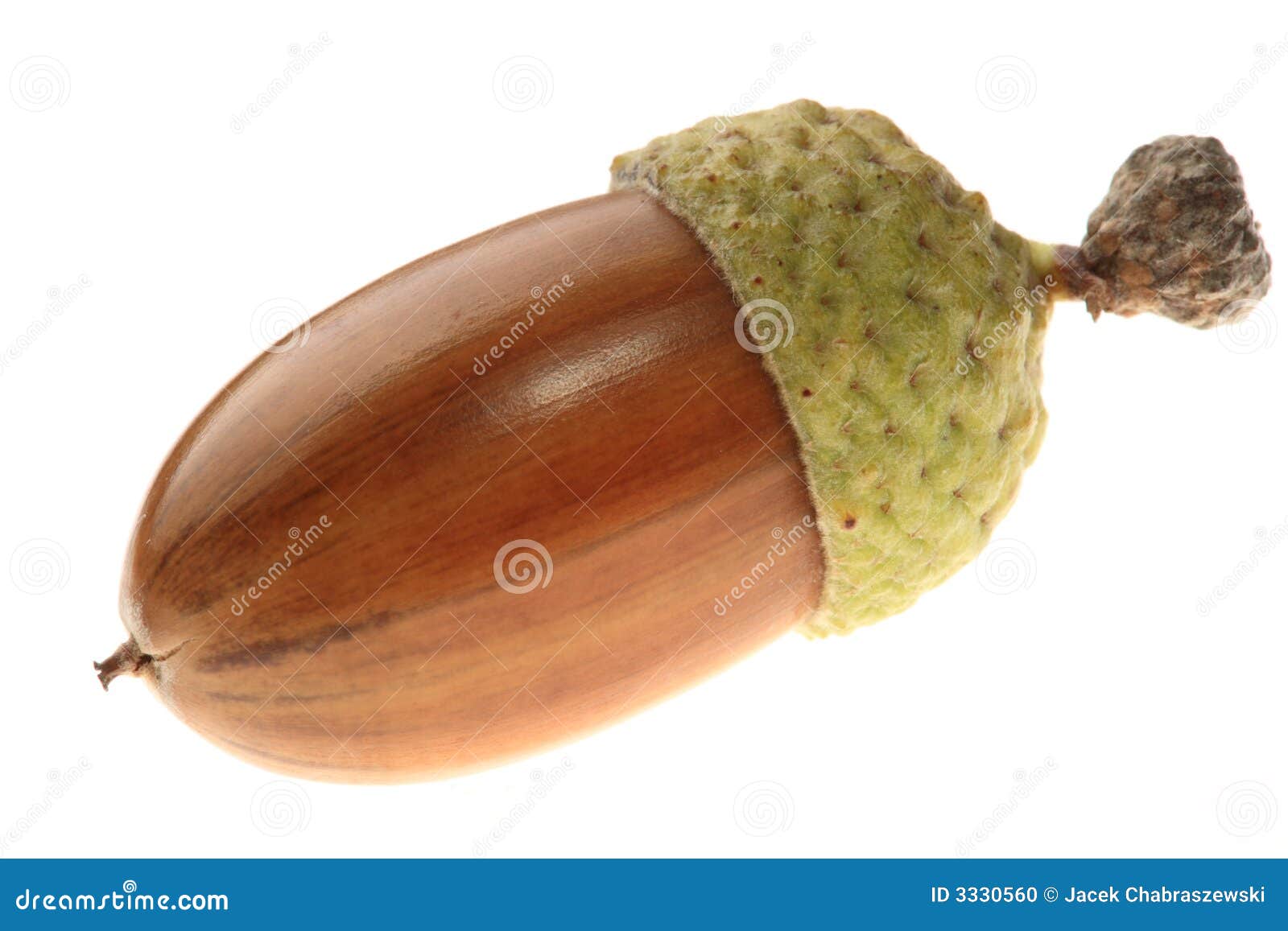 Acorn stock photo. Image of double, food, autumn, macro - 3330560