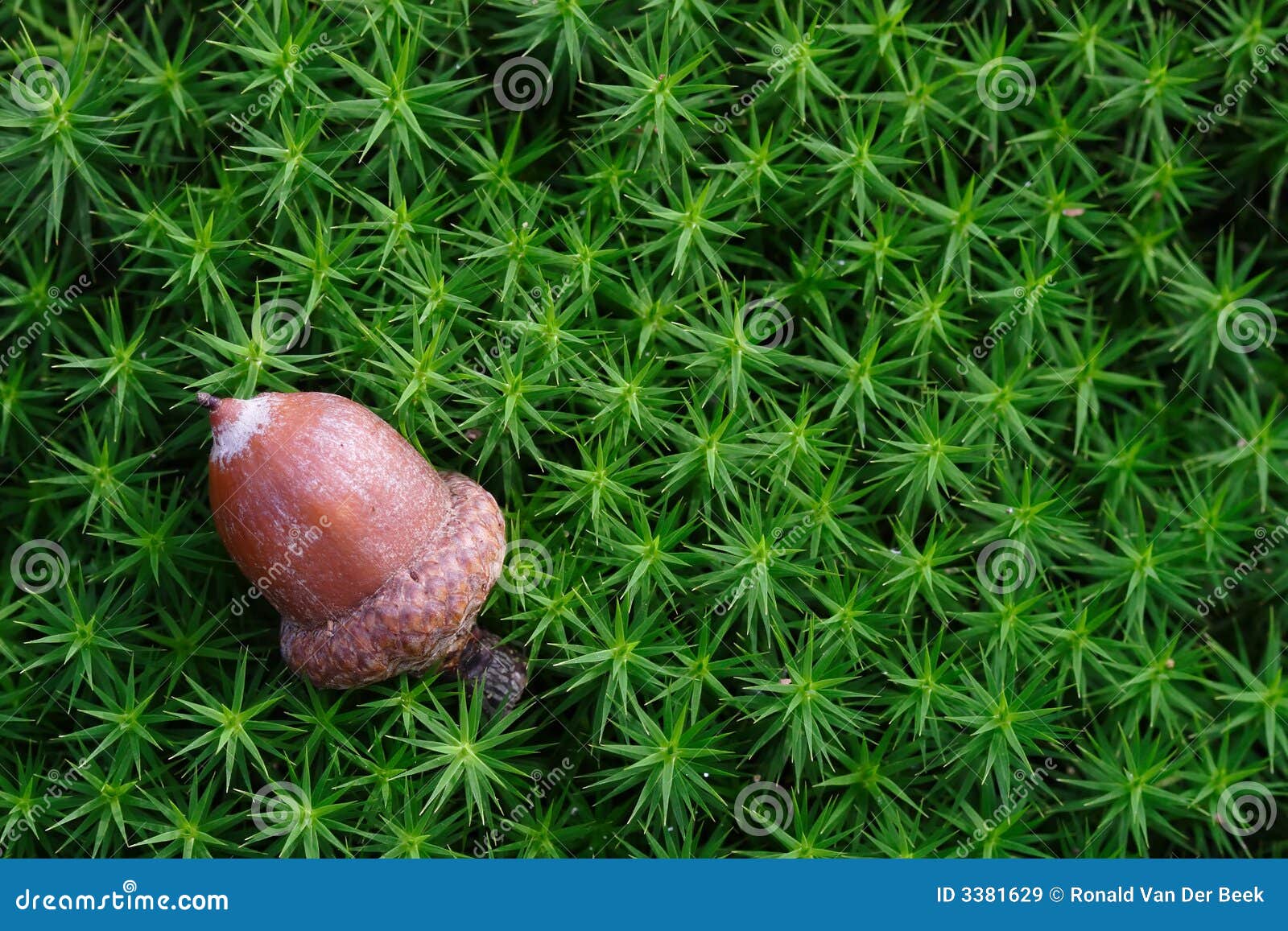 Acorn stock image. Image of stem, close, fruit, decorative - 3381629
