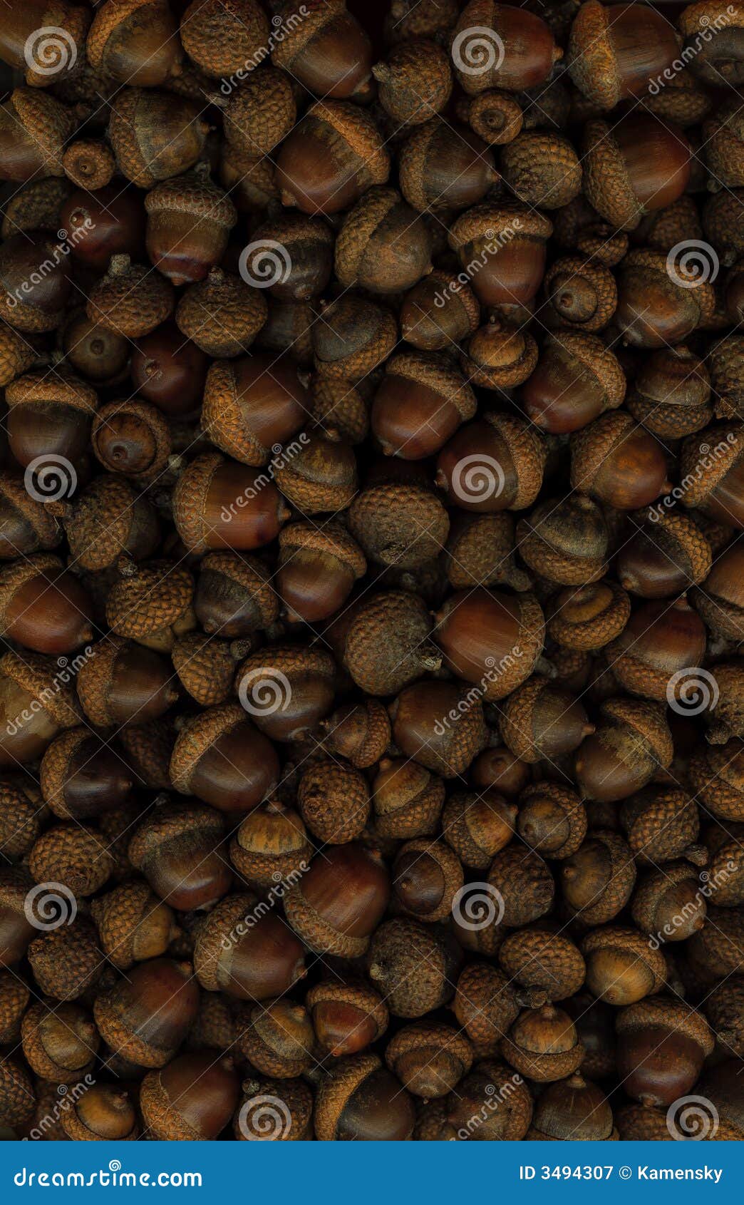 Acorn stock image. Image of stack, season, falling, large - 3494307