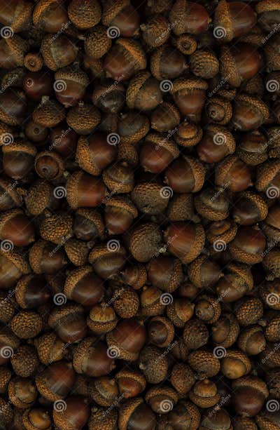 Acorn stock image. Image of stack, season, falling, large - 3494307