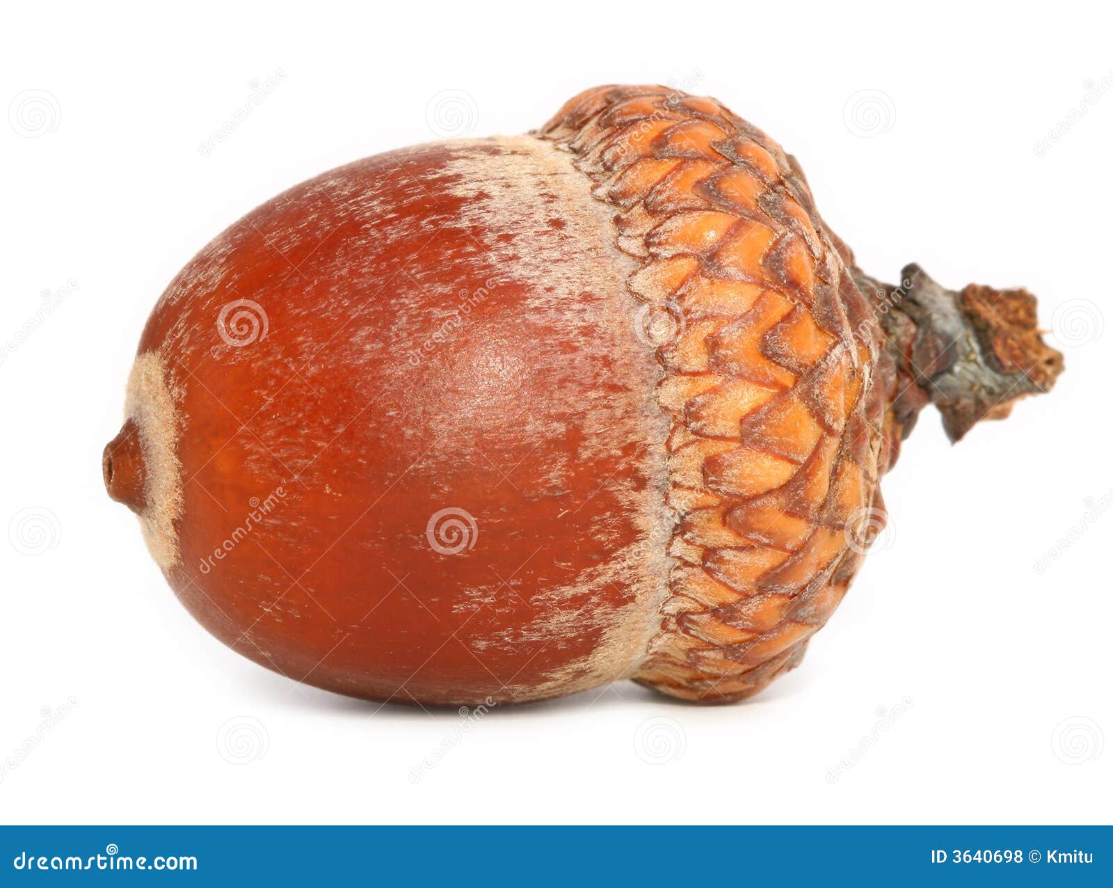 Acorn stock photo. Image of white, nature, detailed, natural - 3640698