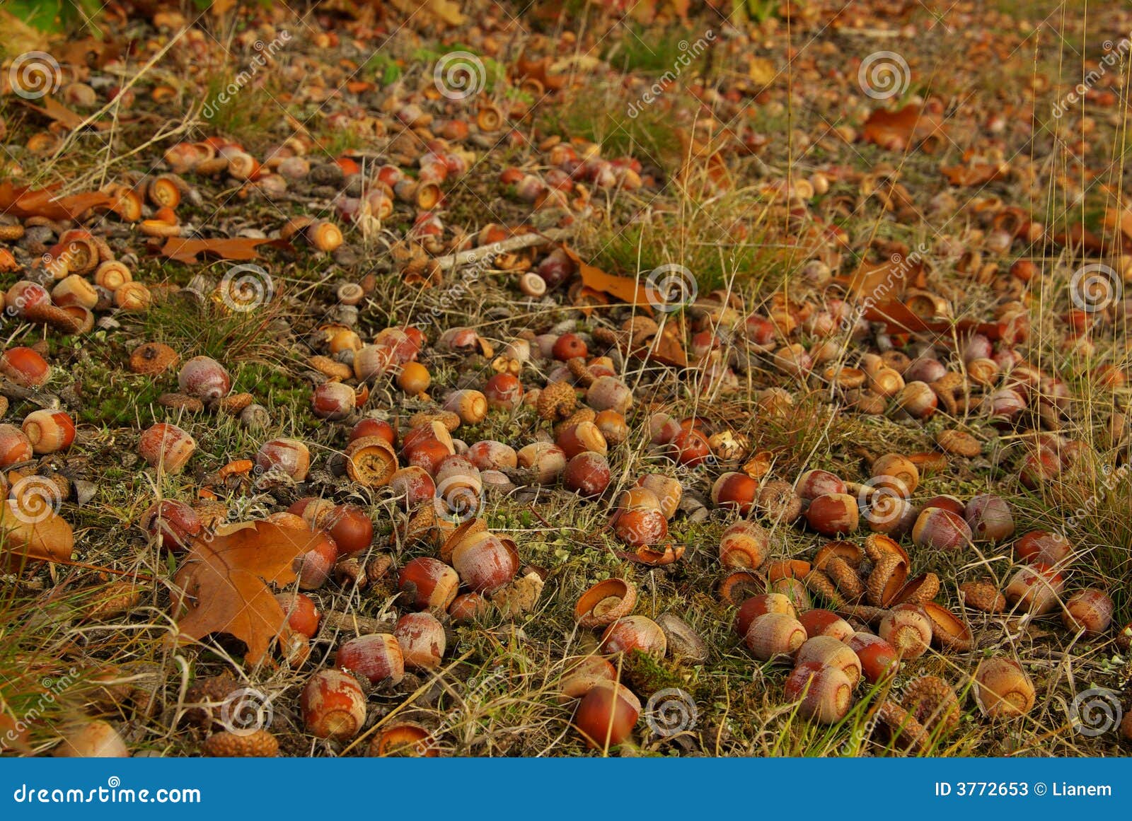 Acorn stock image. Image of hulls, abstract, ripe, nature - 3772653