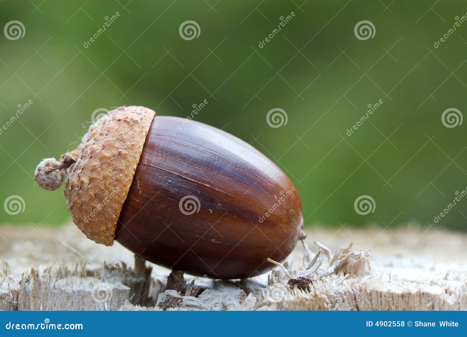Acorn stock photo. Image of nutrient, object, green, shell - 4902558