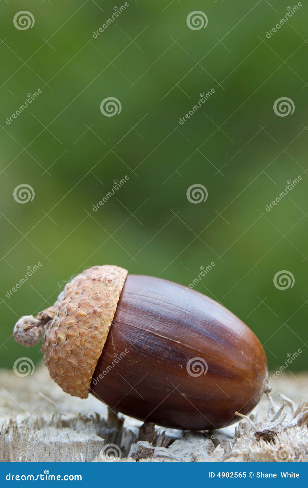 Acorn stock image. Image of alone, close, acorn, lone - 4902565