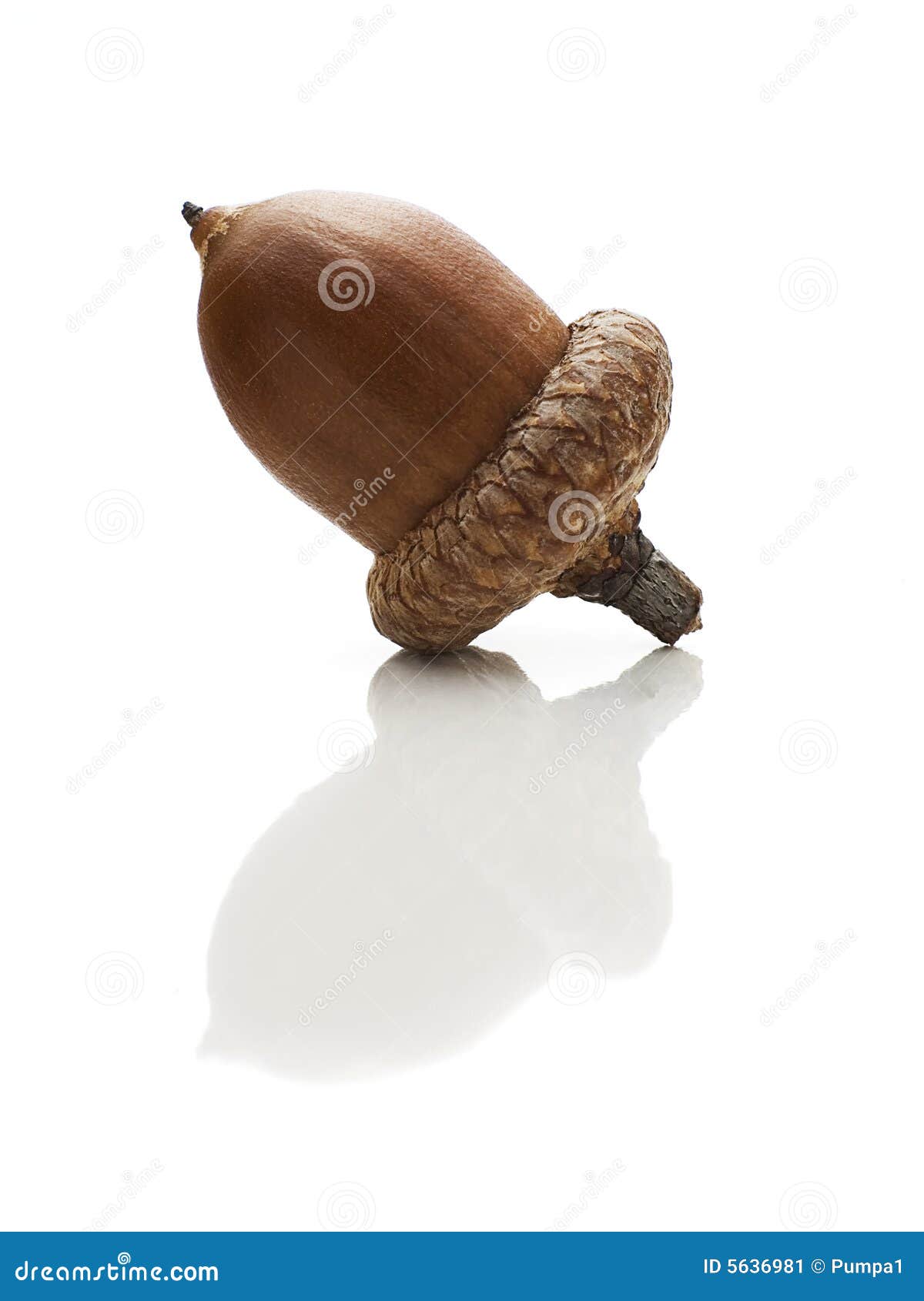 Acorn stock image. Image of close, macro, white, fall - 5636981