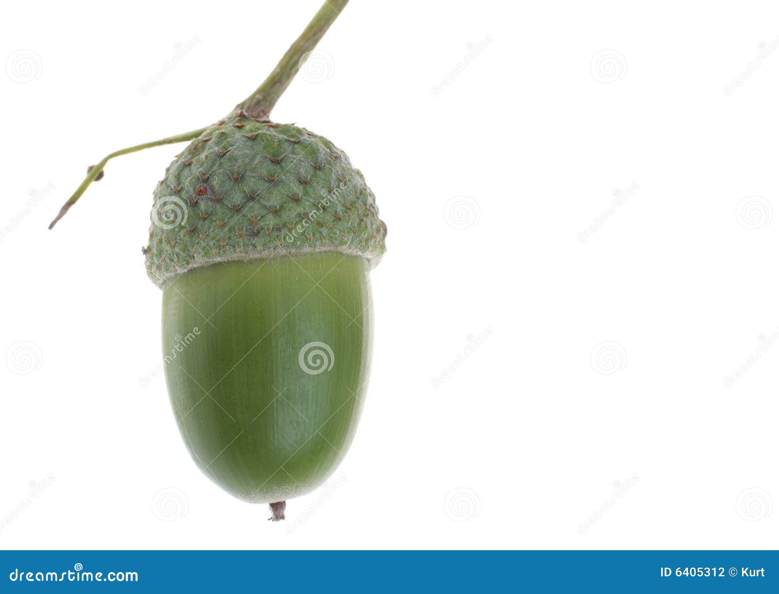 Acorn stock photo. Image of nature, september, october - 6405312