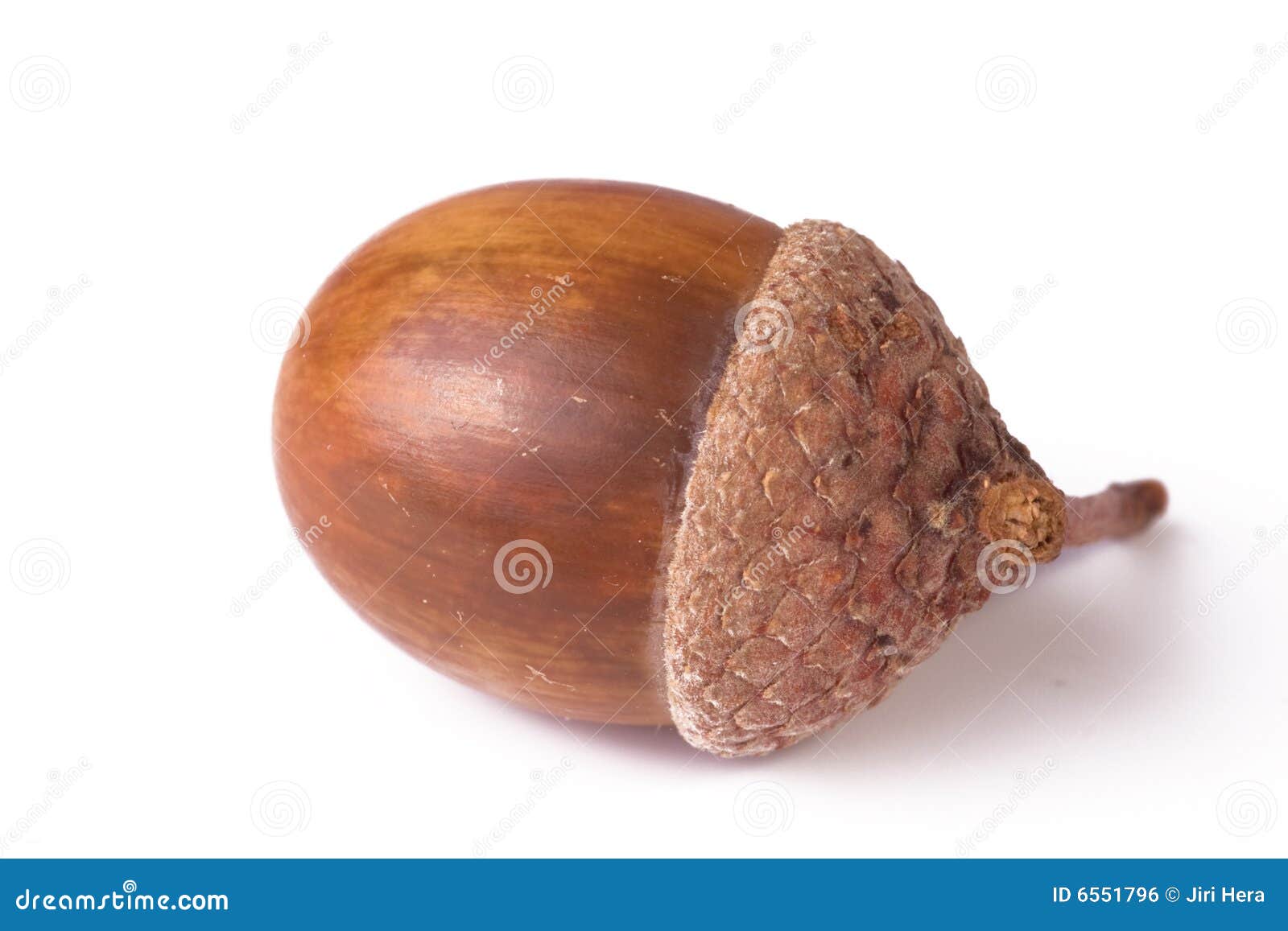 Acorn stock photo. Image of isolated, growth, fall, objects - 6551796