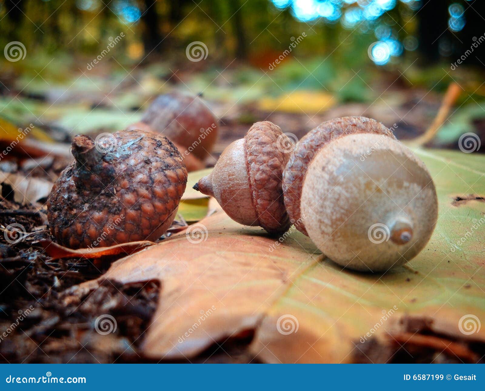 Acorn stock image. Image of forest, acorn, china, plate - 6587199