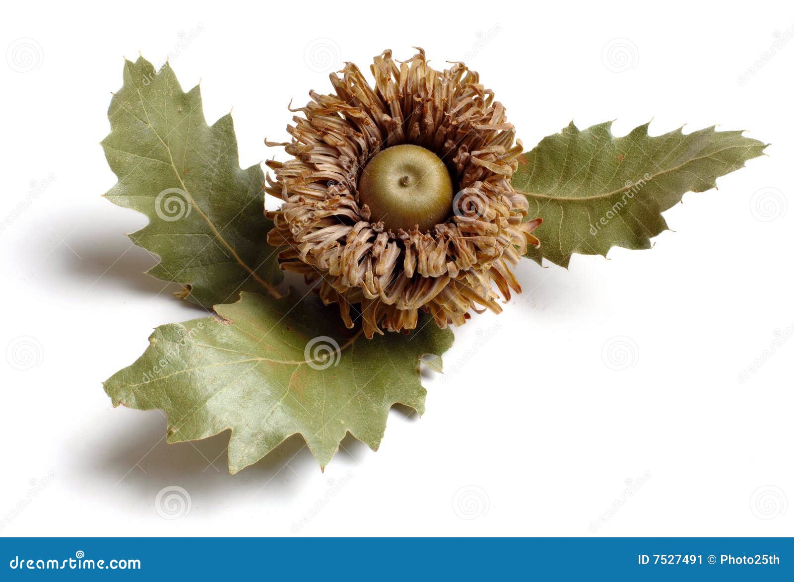 Acorn stock image. Image of fruit, food, plant, export - 7527491