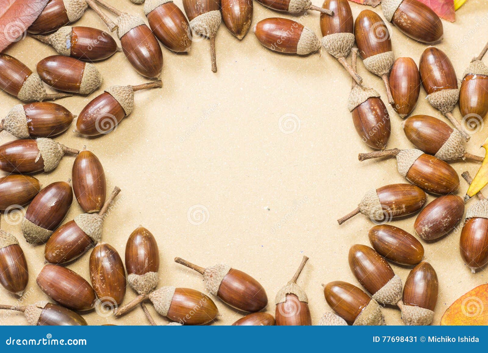 617 Acorn Circle Photos - Free & Royalty-Free Stock Photos from Dreamstime