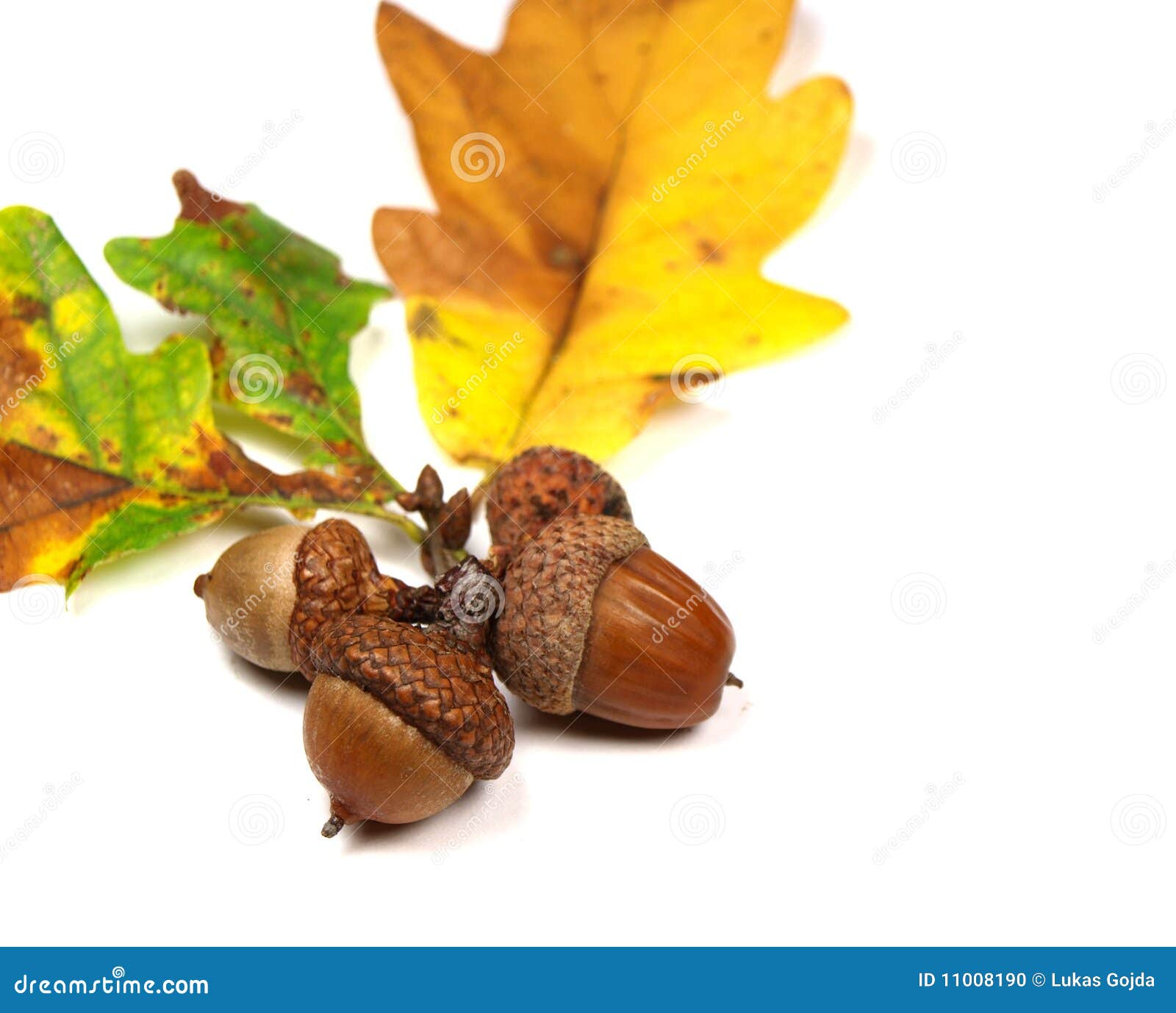 Acorn background stock photo. Image of nature, park, garden - 11008190