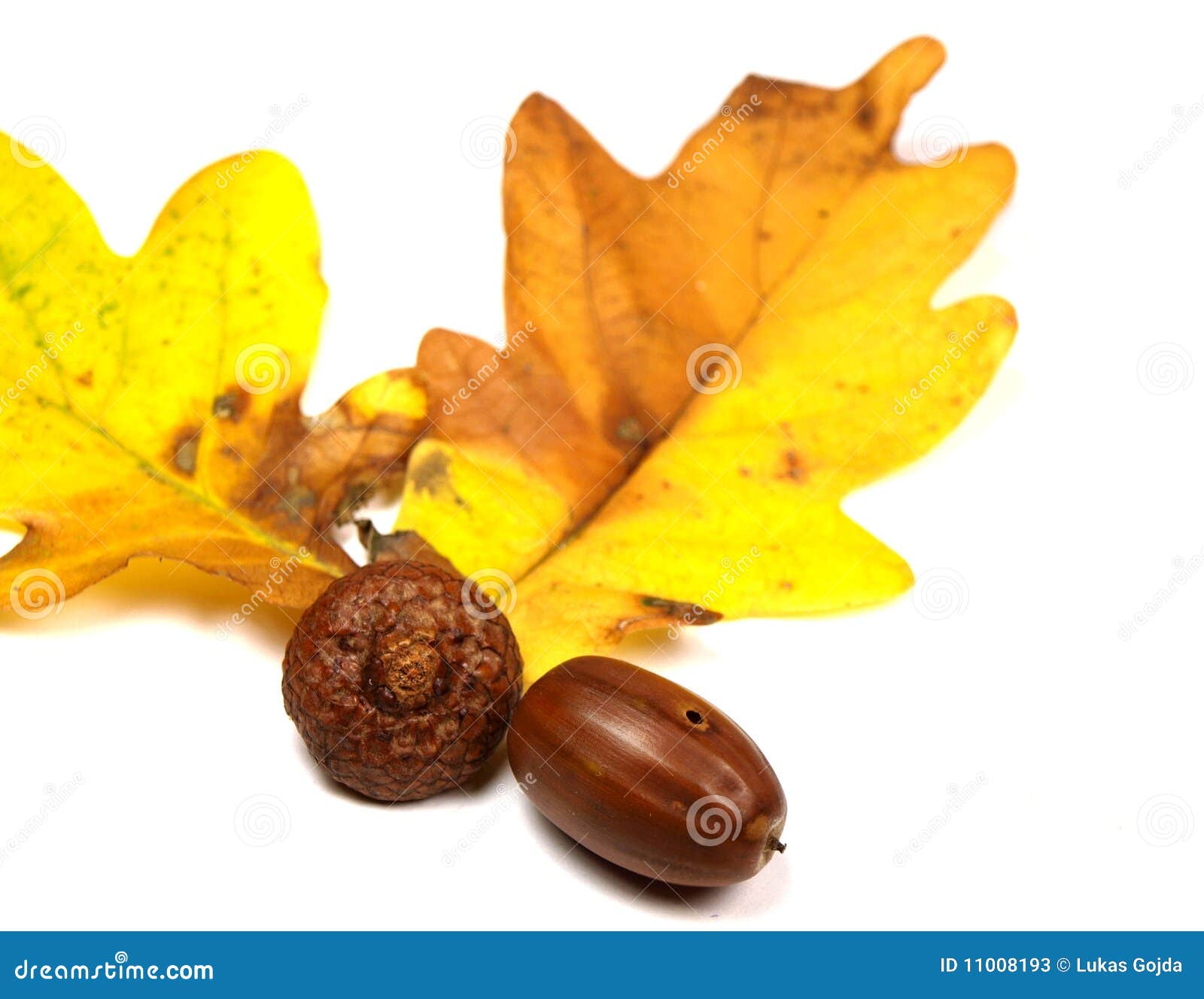 Acorn background stock image. Image of foliage, autumn - 11008193
