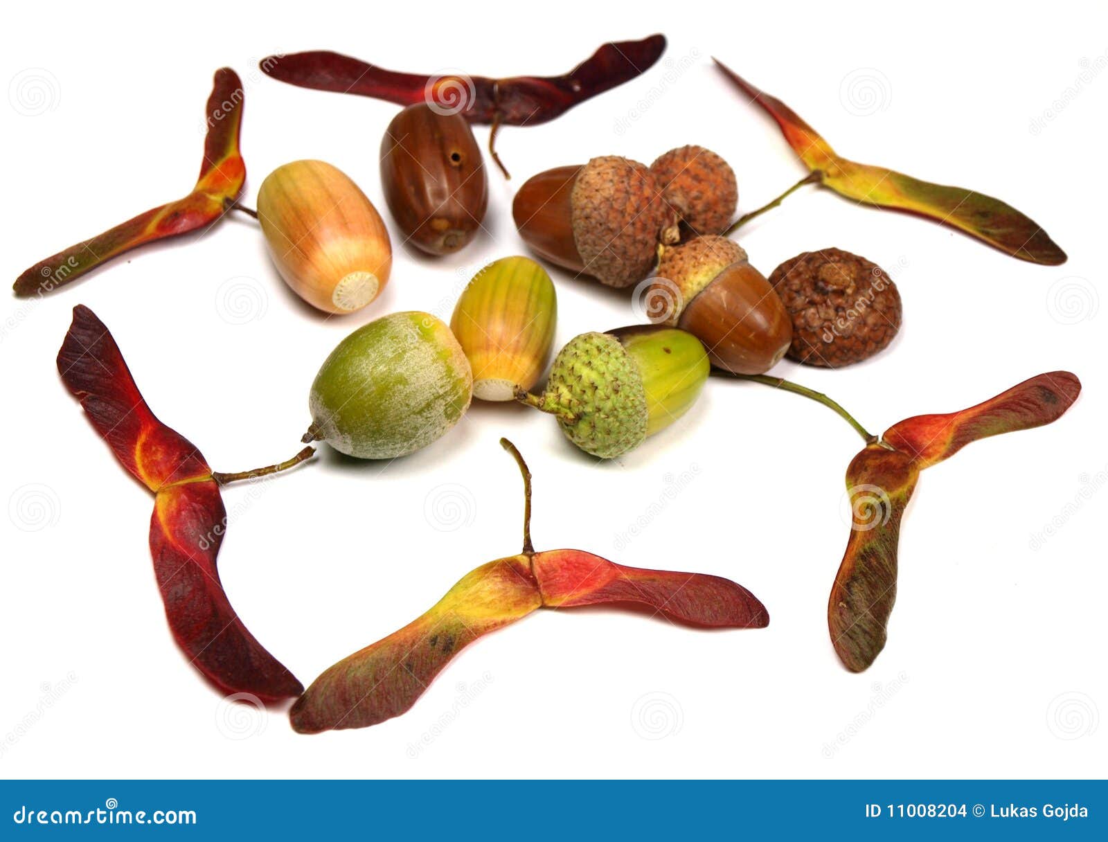 Acorn background stock photo. Image of design, foliage - 11008204