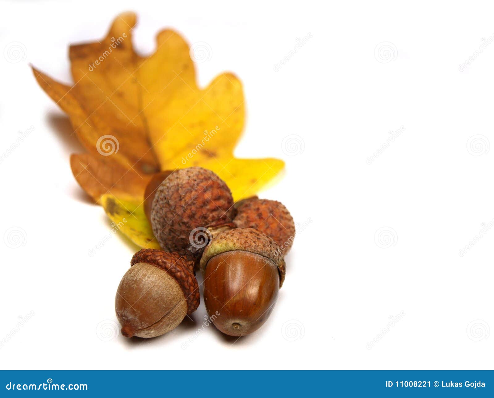 Acorn background stock image. Image of green, random - 11008221