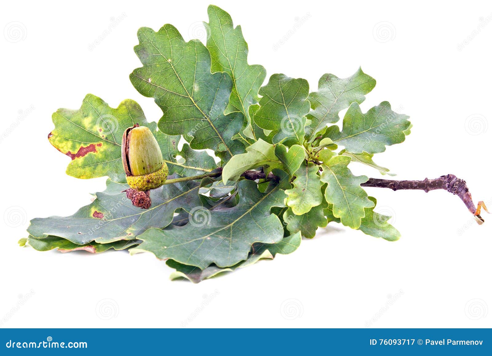 Cracked Acorn On The Sand In The Woods Stock Photography ...