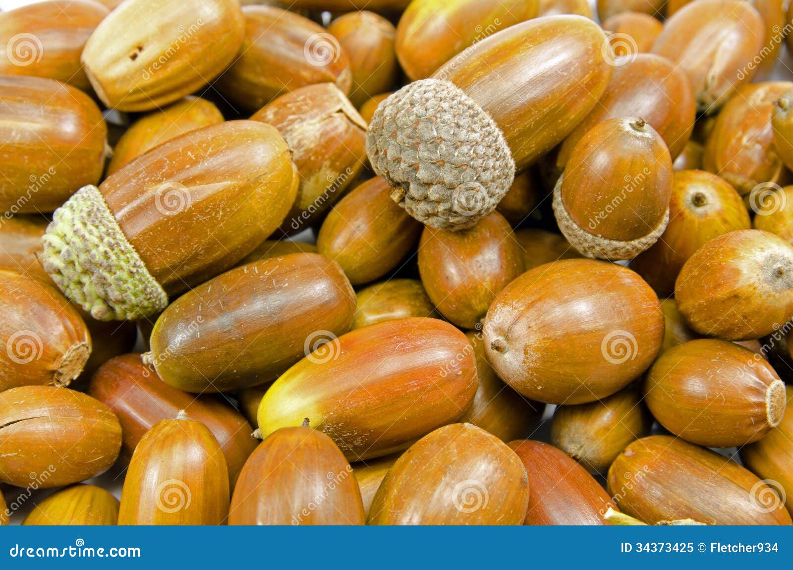 Acorn background stock image. Image of nature, brown - 34373425