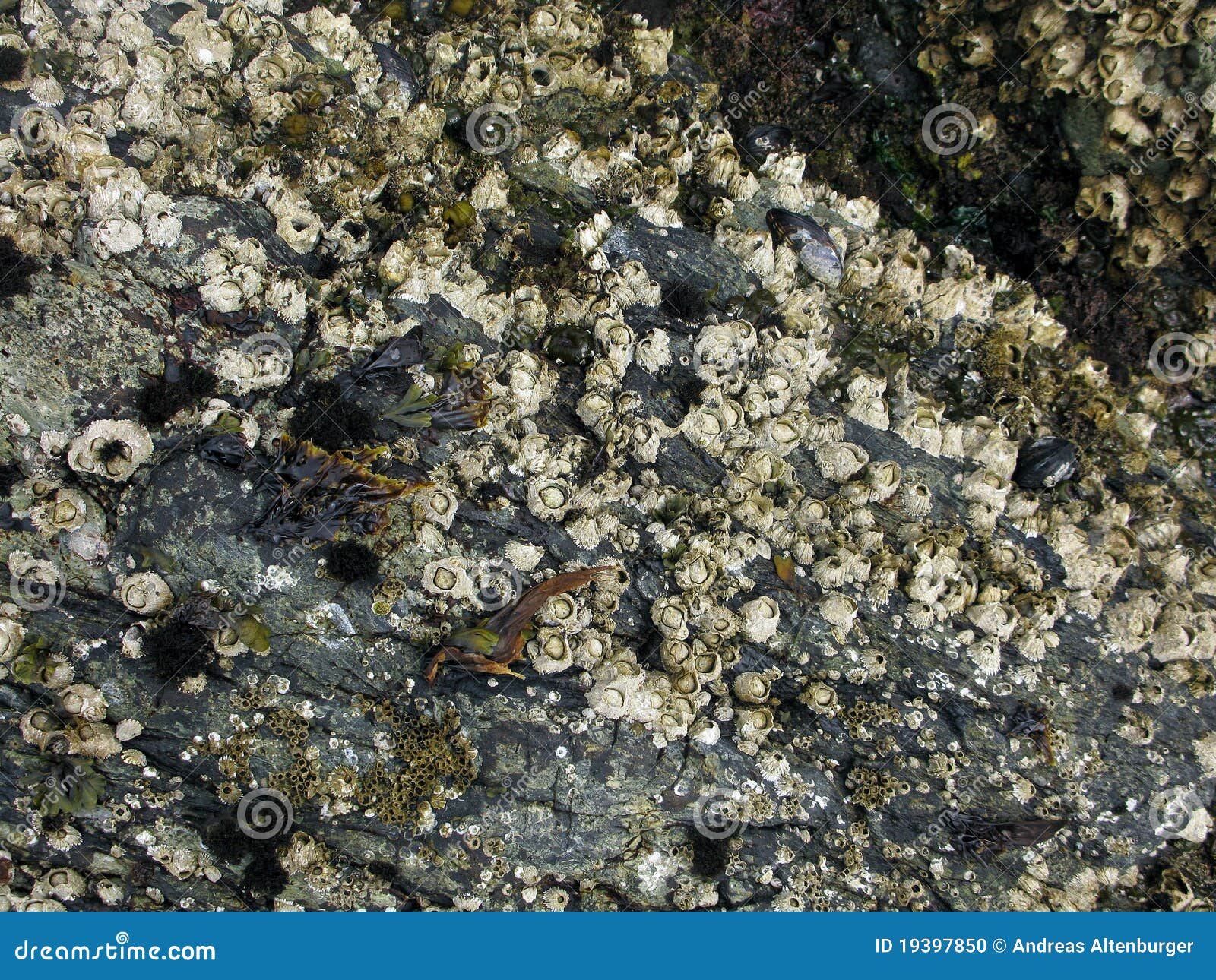 Acorn barnacle stock photo. Image of wildlife, animal - 19397850