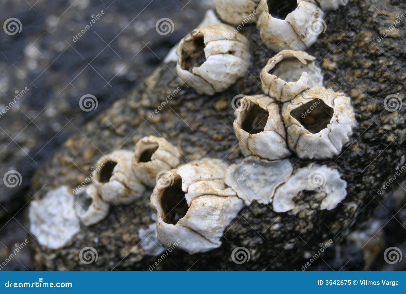 Acorn barnacle stock image. Image of gray, fluted, salt - 3542675