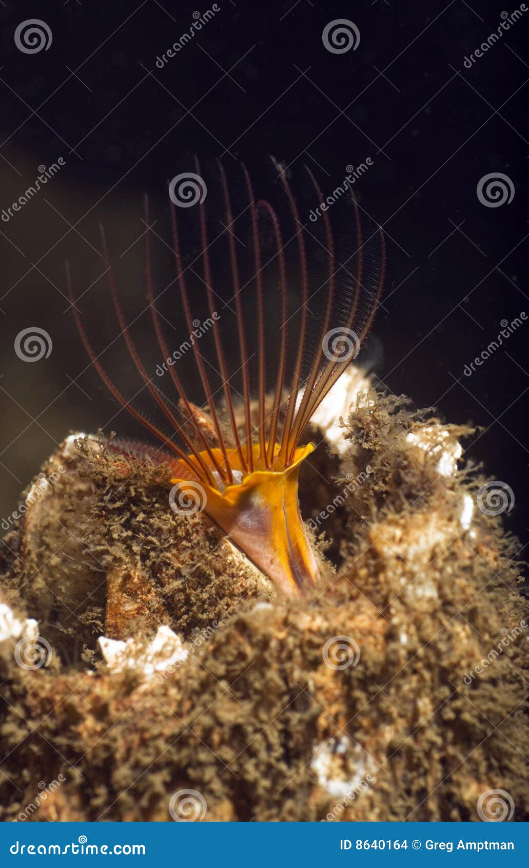 Acorn Barnacle stock photo. Image of undersea, saltwater - 8640164