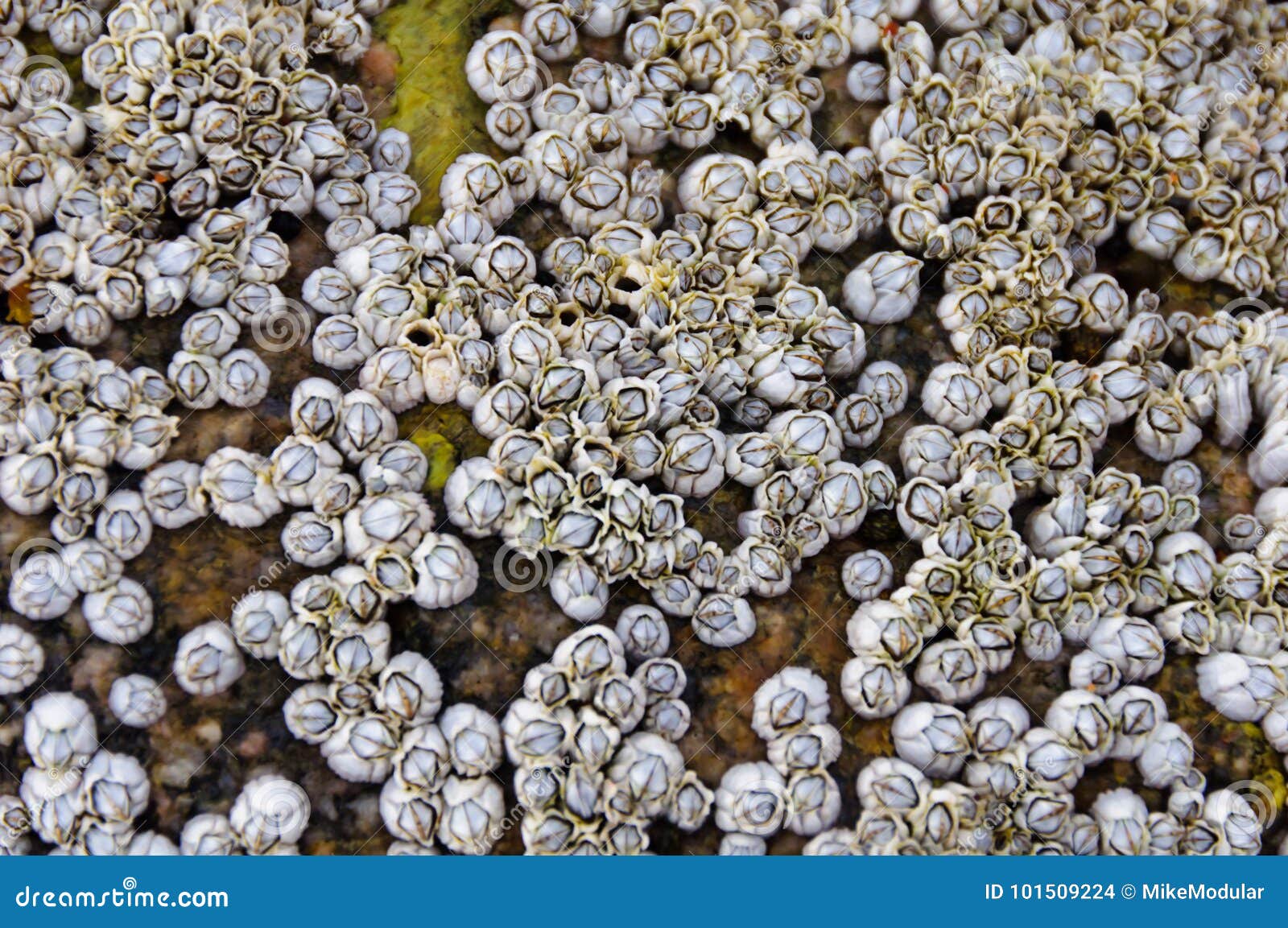 Acorn Barnacles Colony Closeup on the Seashore Stock Photo - Image of ...