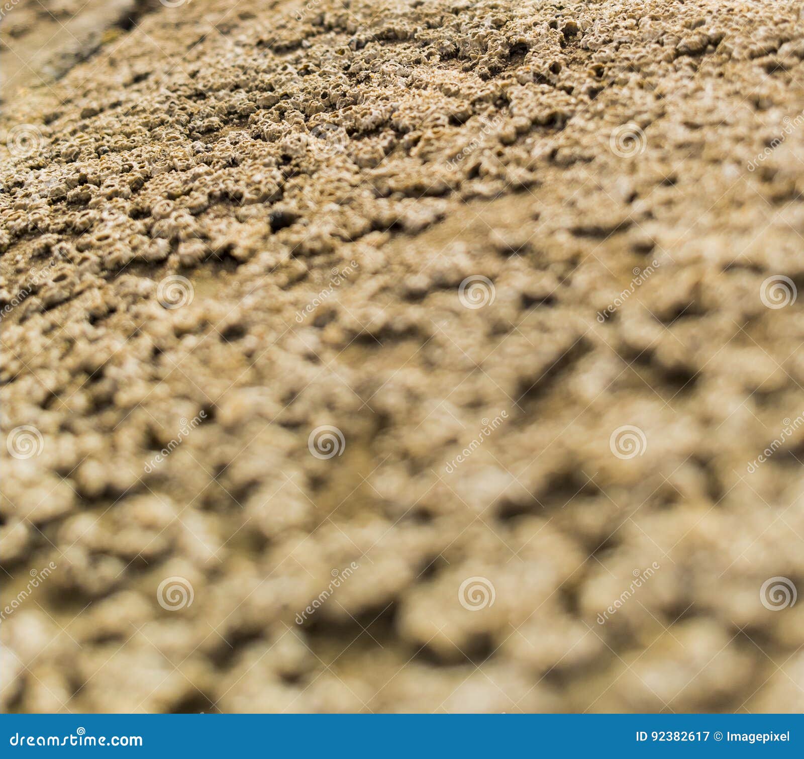 Acorn barnacles stock image. Image of pattern, crustacean - 92382617