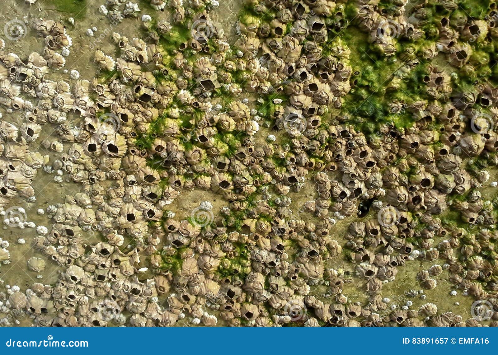 Acorn Barnacles stock image. Image of barnacles, crustacean - 83891657