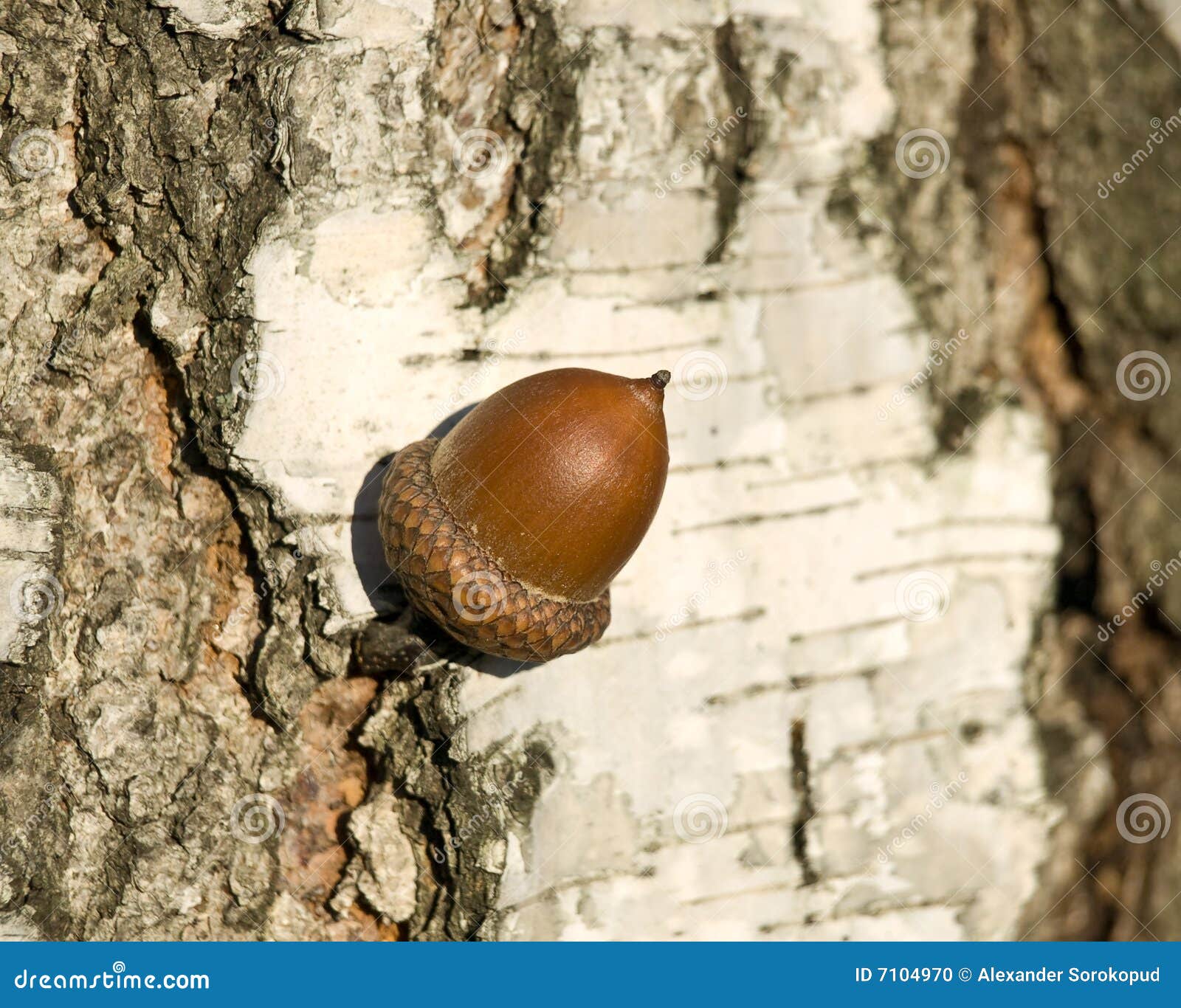 Acorn on the birch stock photo. Image of light, vein, flora - 7104970