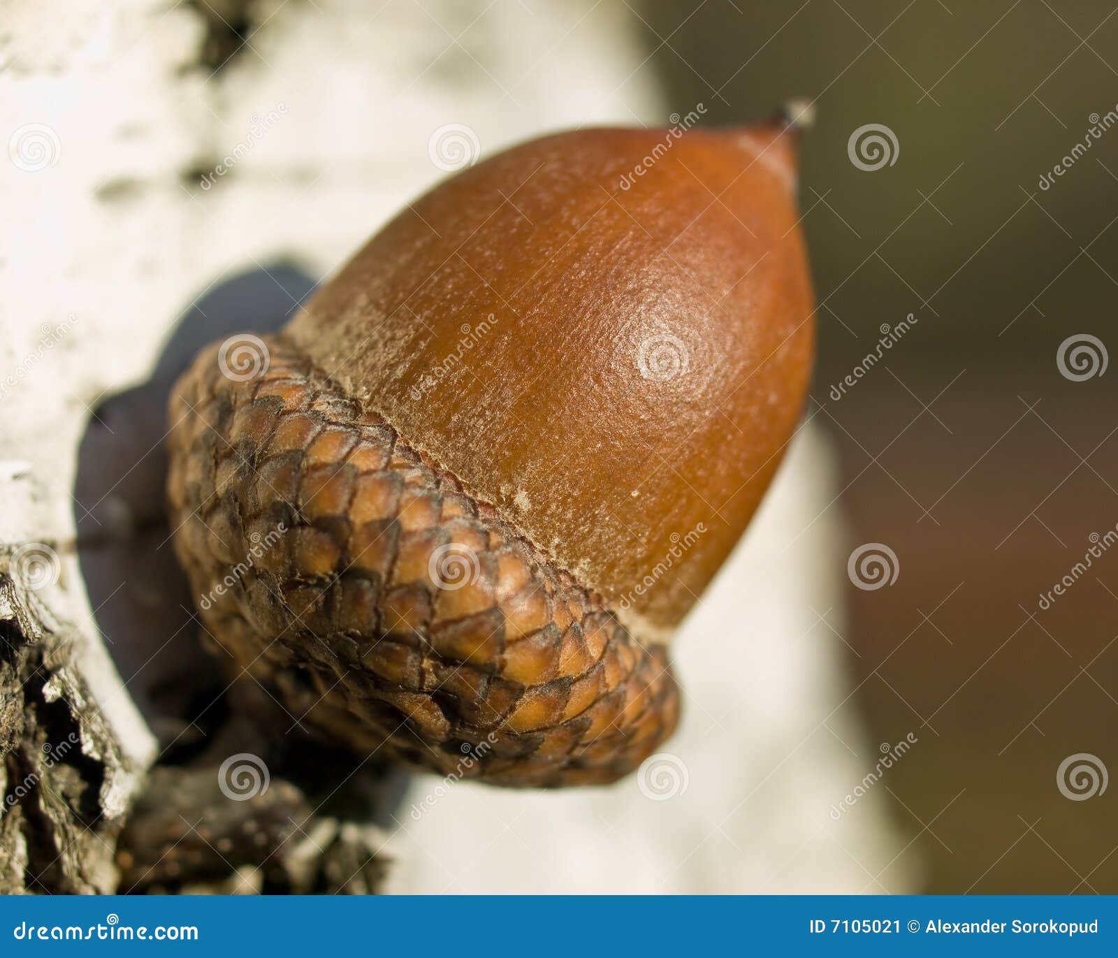 Acorn on the birch stock image. Image of glans, season - 7105021