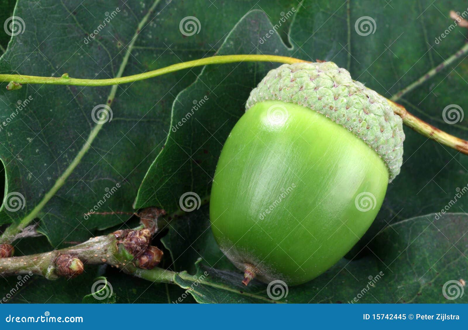 Acorn on a branch stock image. Image of shiny, nature - 15742445