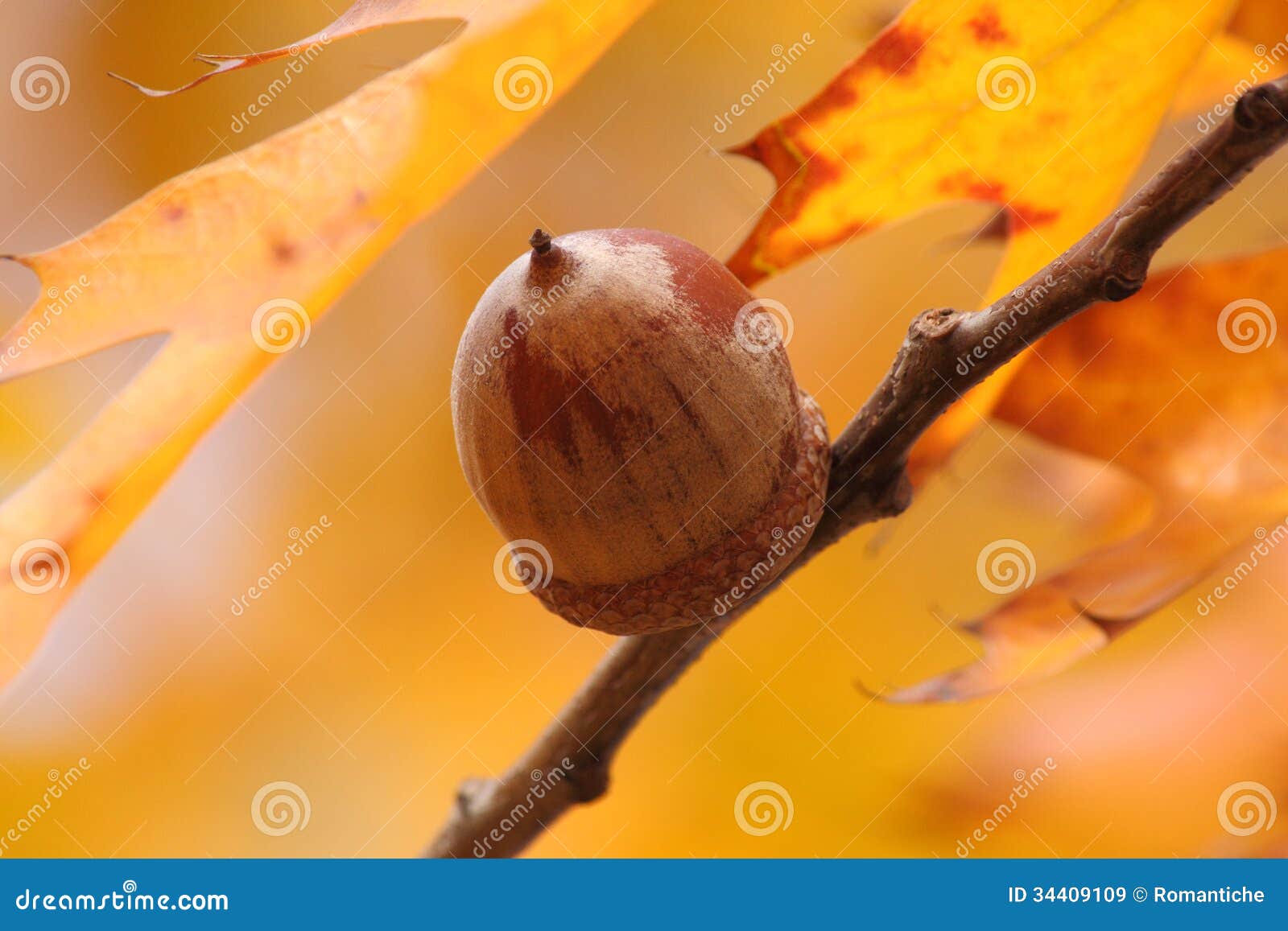Acorn on Branch of Oak Tree at Fall Stock Image - Image of close ...