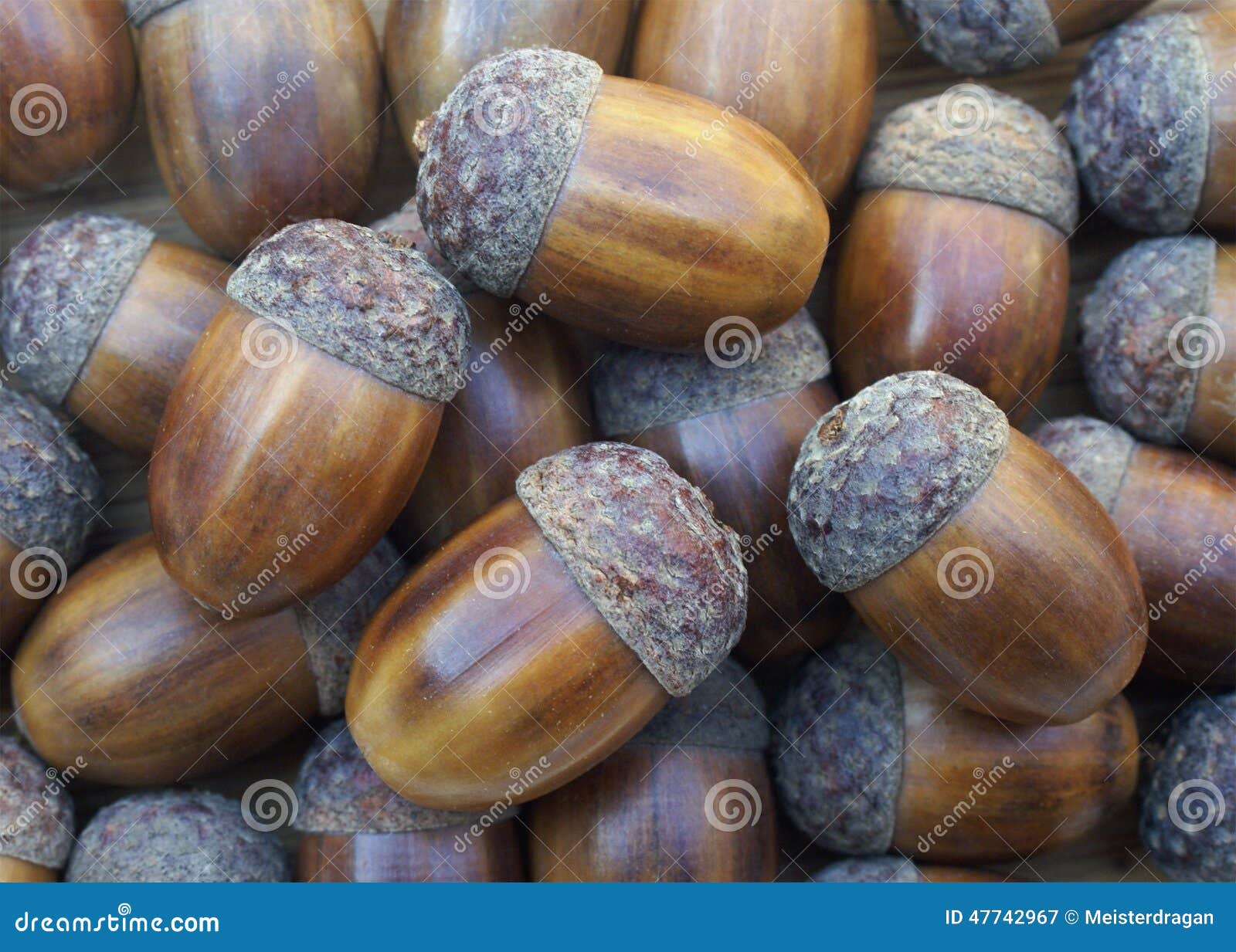 Acorn stock image. Image of fruit, nature, cupule, quercus - 47742967