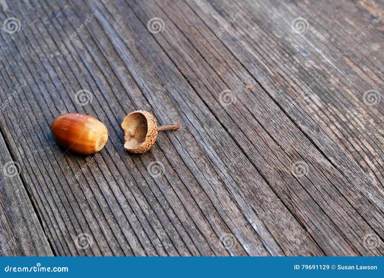 Acorn without a Cap stock image. Image of ornamental - 79691129