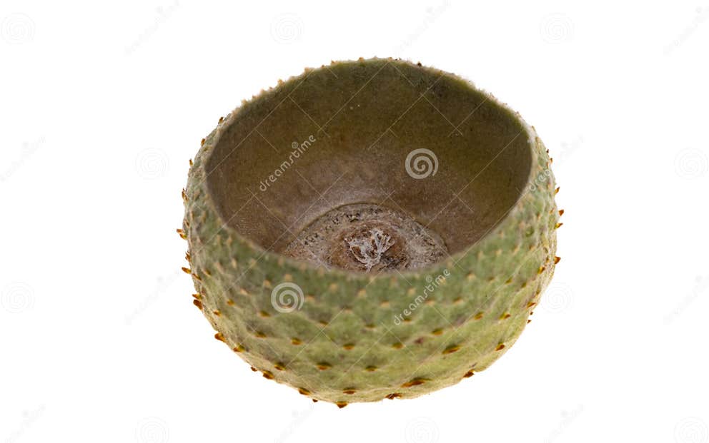 Acorn caps isolated stock image. Image of white, macro - 255507837