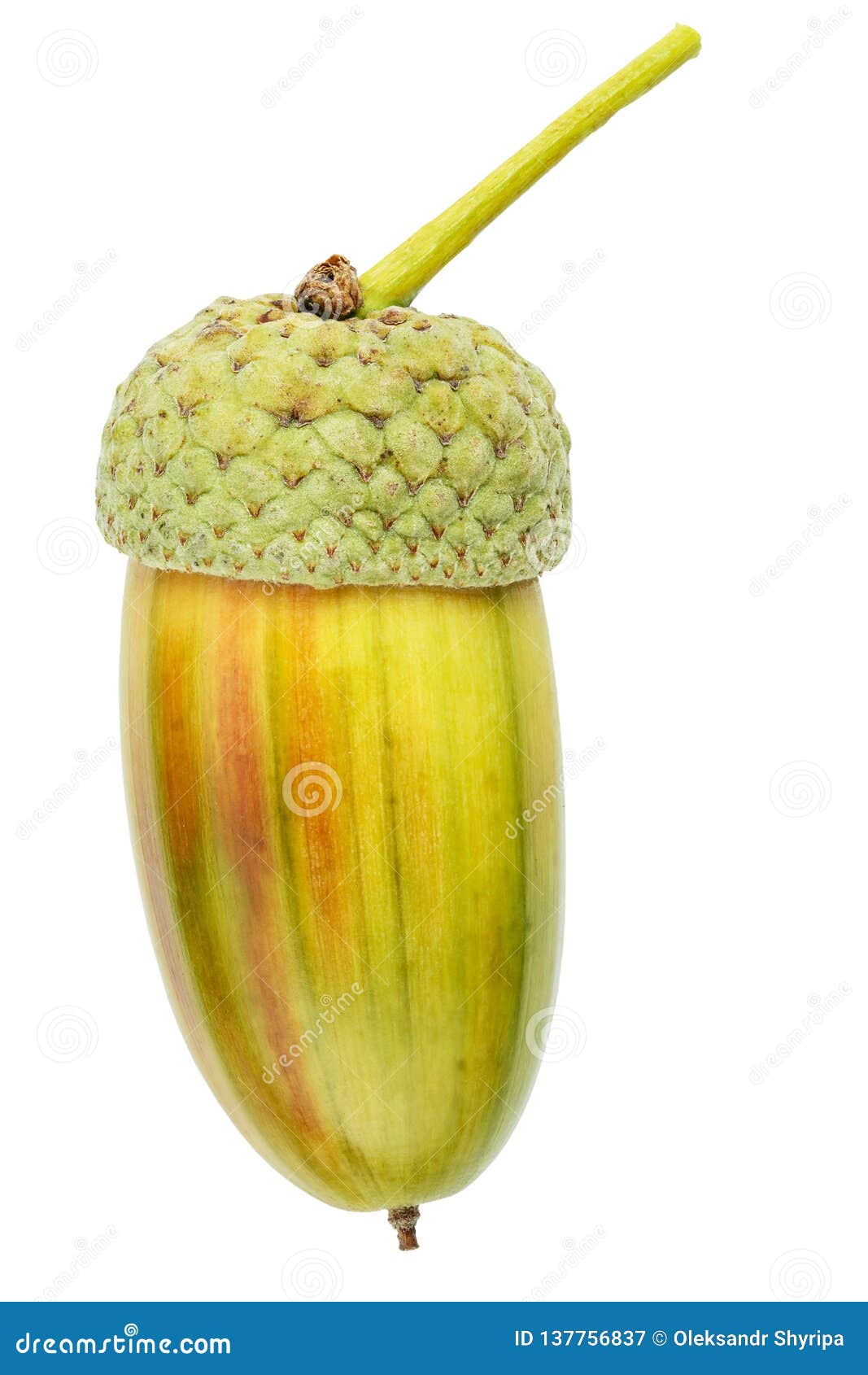 Acorn clipping path stock image. Image of leaf, object - 137756837
