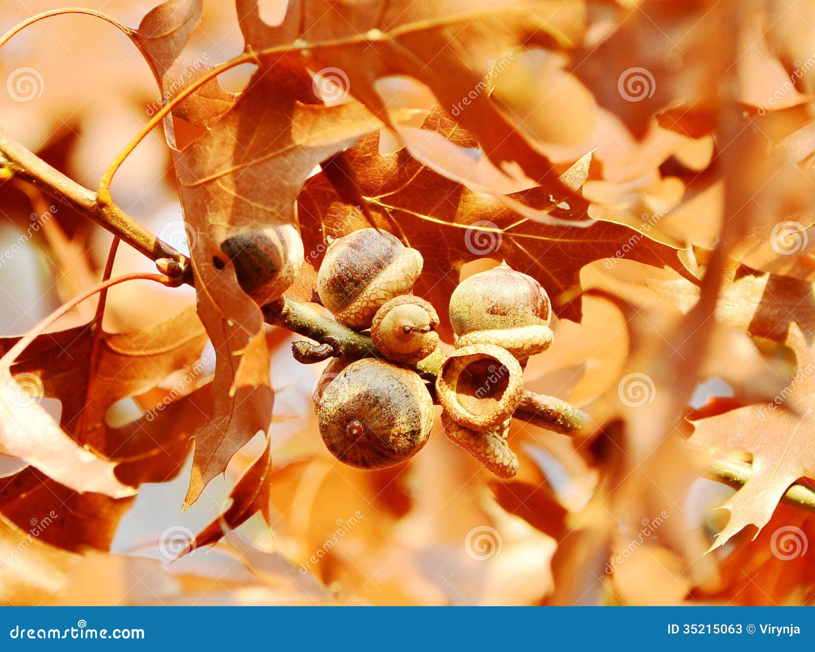 Acorn stock image. Image of bright, november, blue, bunch - 35215063