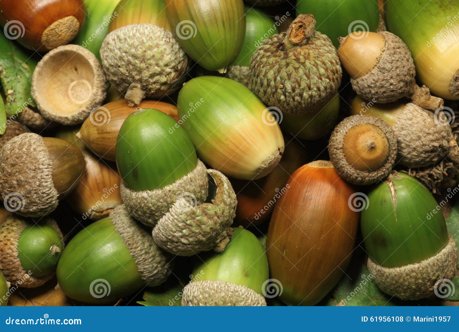 Acorn stock photo. Image of natural, element, acorn, green - 61956108