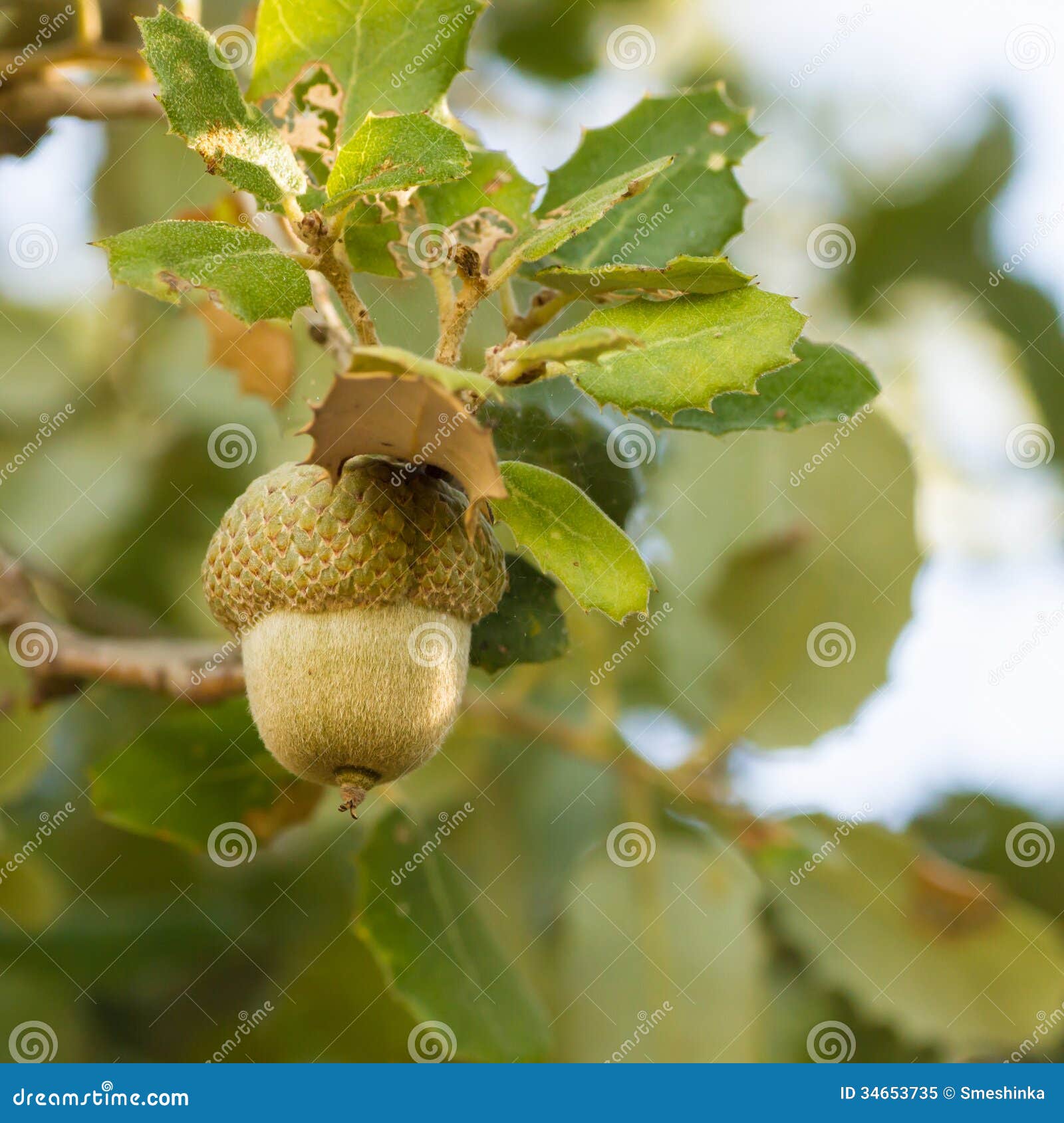 Acorn closeup stock image. Image of outdoor, park, acorn - 34653735