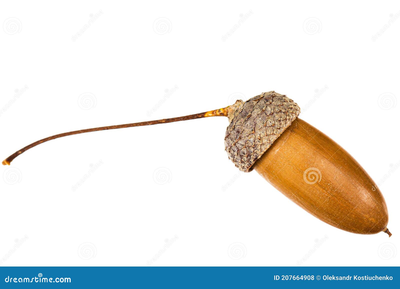 Acorn Closeup, Isolated on White Background Stock Photo - Image of ...