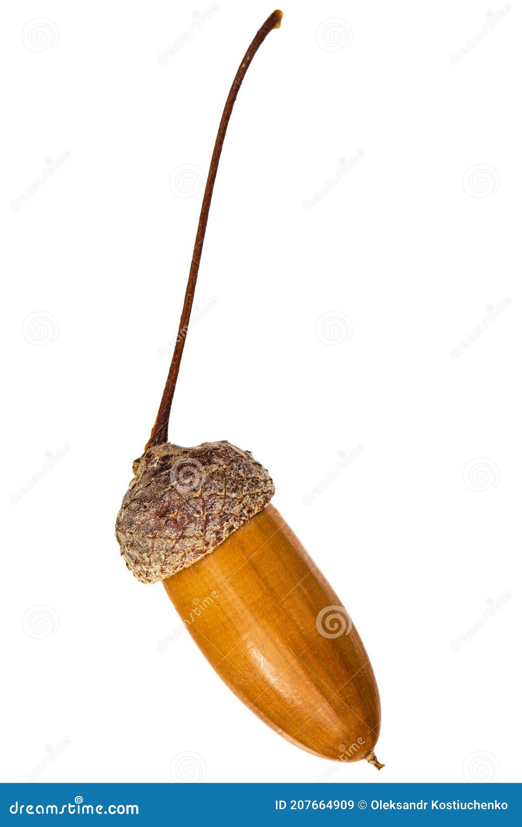 Acorn Closeup, Isolated on White Background Stock Image - Image of ...