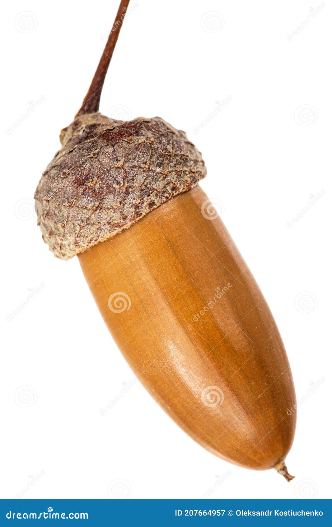 Acorn Closeup, Isolated on White Background Stock Image - Image of ...