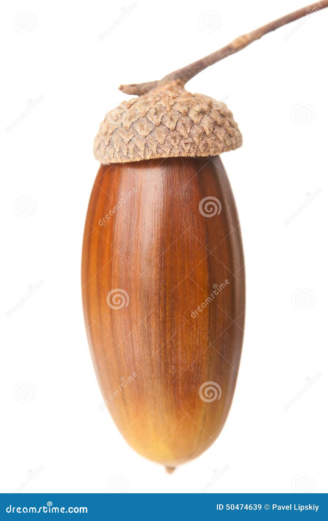 Acorn closeup stock image. Image of background, dried - 50474639